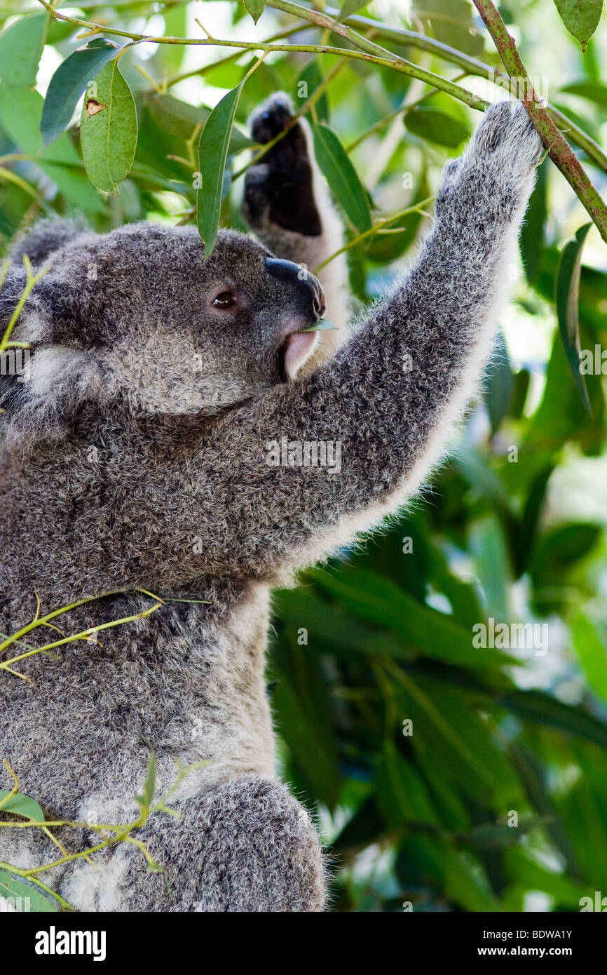A koala in Taronga zoo in Sydney, Australia Stock Photo - Alamy
