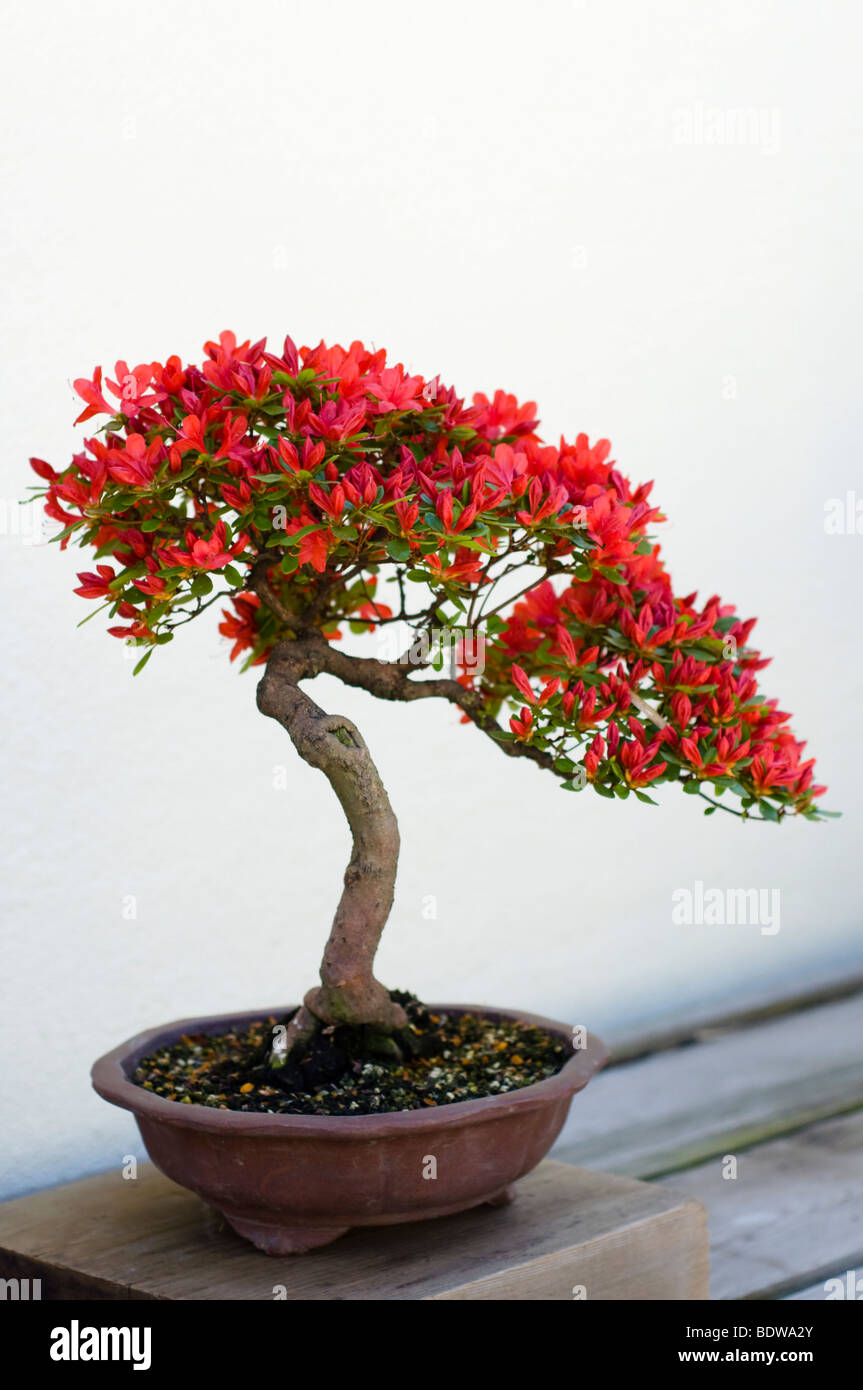 A bonsai miniature tree on display at the National Arboretum in ...