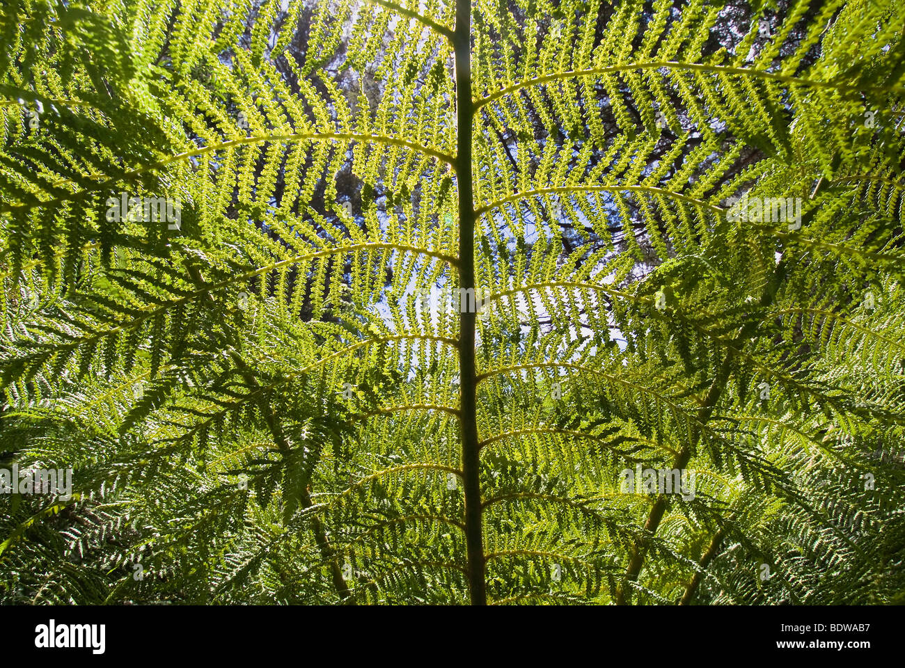 Tasmania vegetation hi-res stock photography and images - Alamy