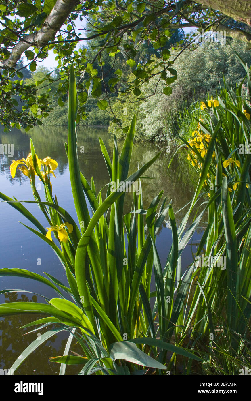 Wild Iris growing in lakes margins Stock Photo - Alamy