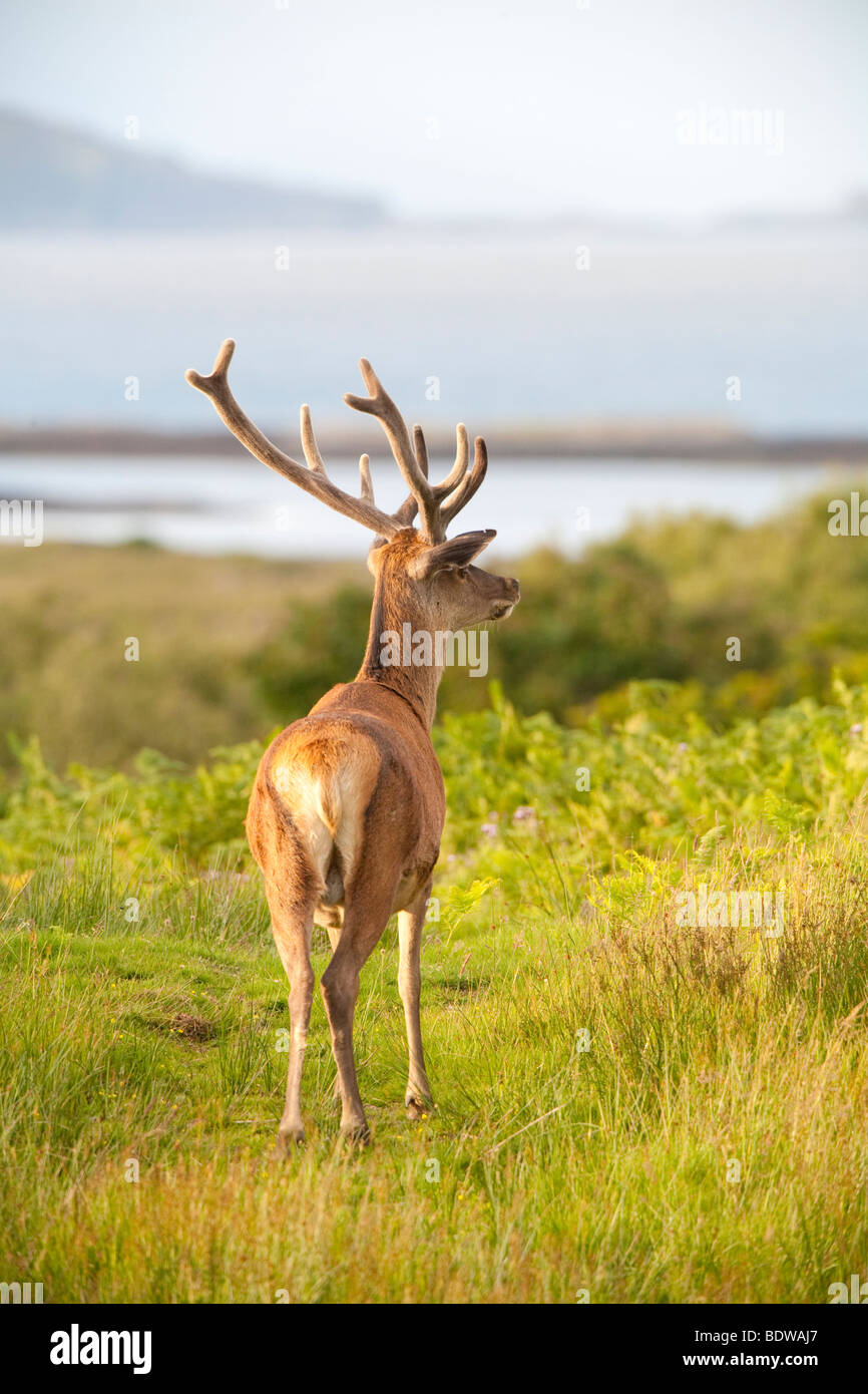 Rear view of Red deer stag Stock Photo - Alamy