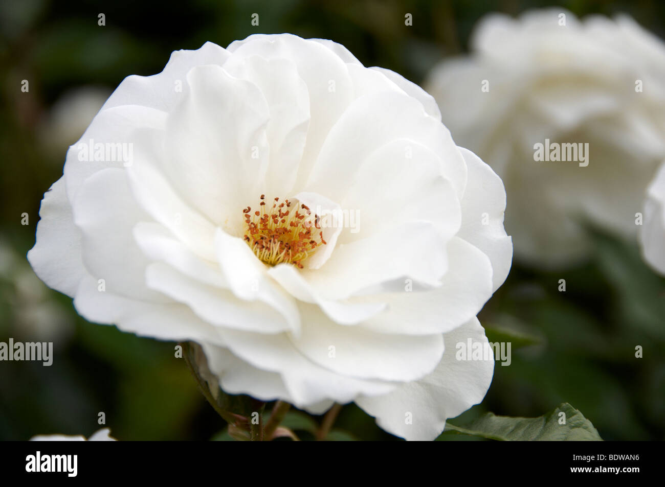 A close up detail of a white rose Stock Photo - Alamy