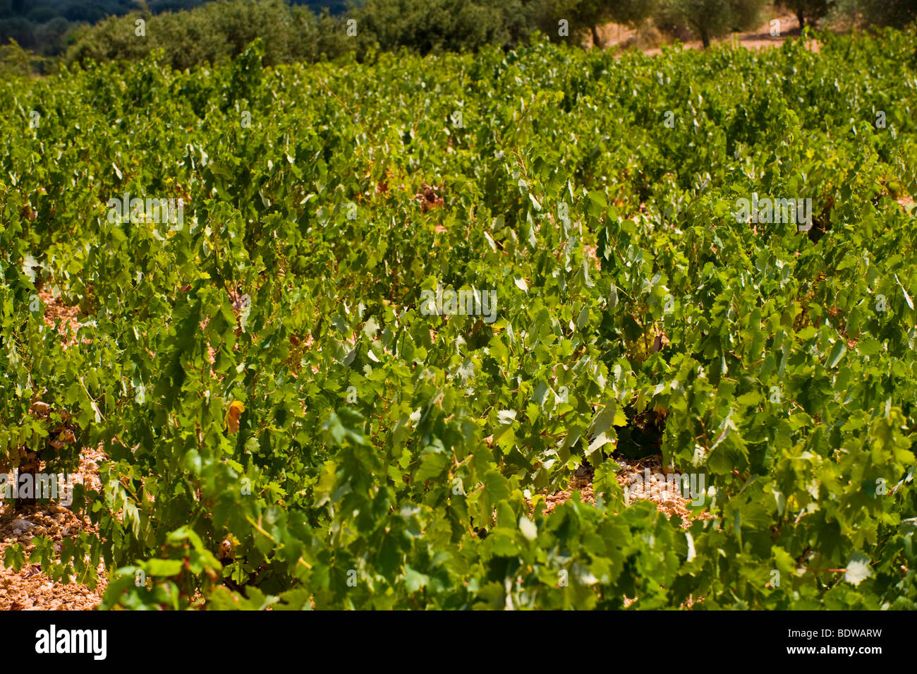 Grape vines growing at Robola Winery in the Omala Valley on the Greek ...