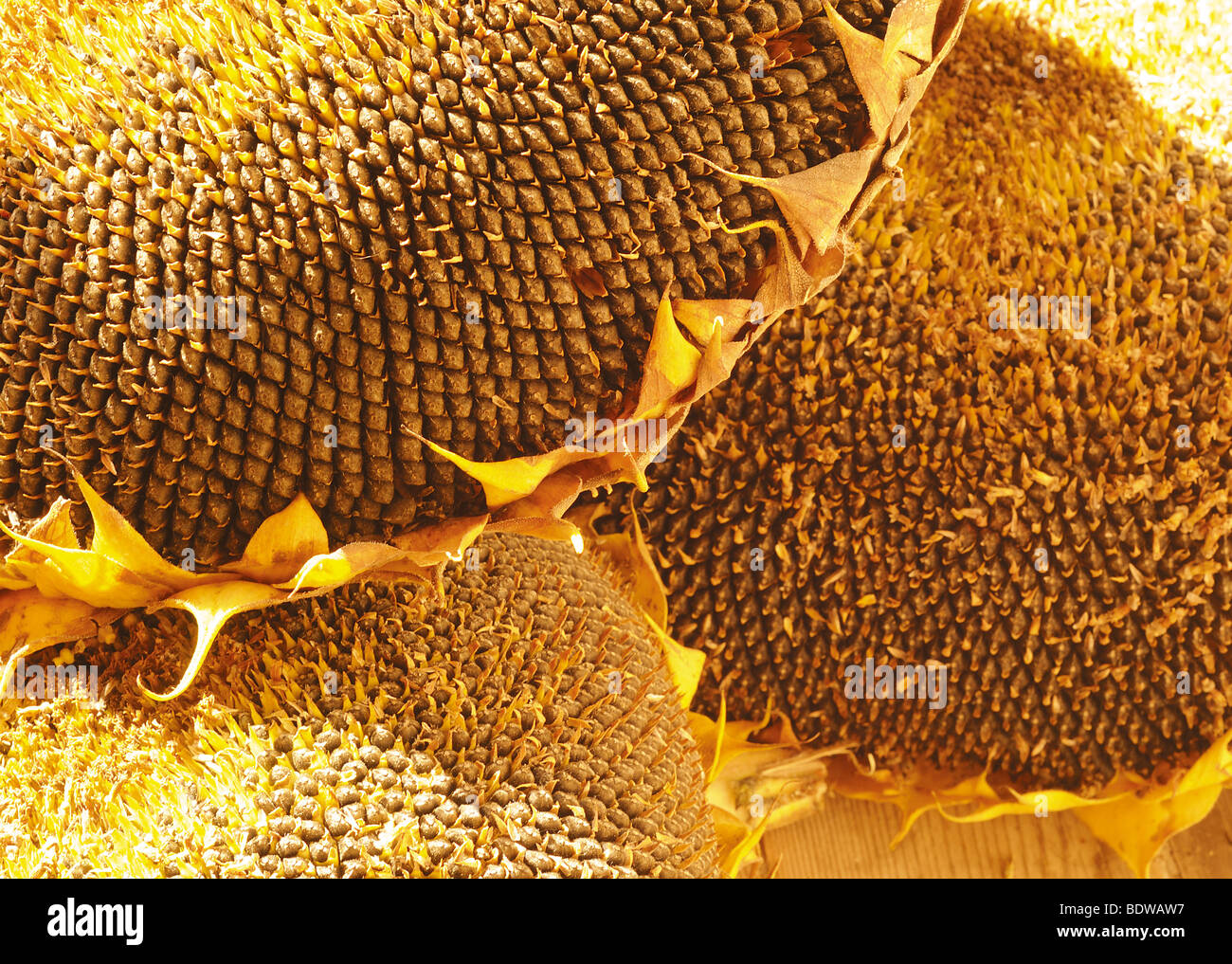 sunflower seed closeup Stock Photo - Alamy
