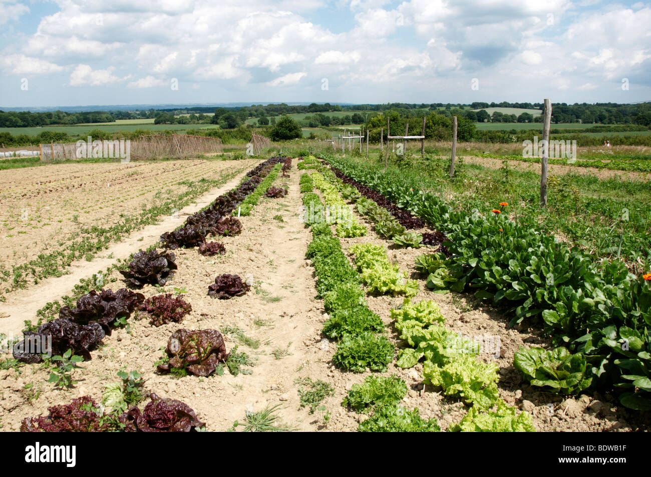 A vegetable garden in the Kent countryside Stock Photo - Alamy