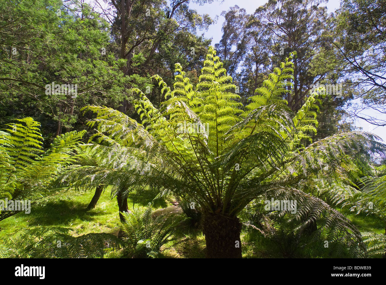 Tasmania vegetation hi-res stock photography and images - Alamy