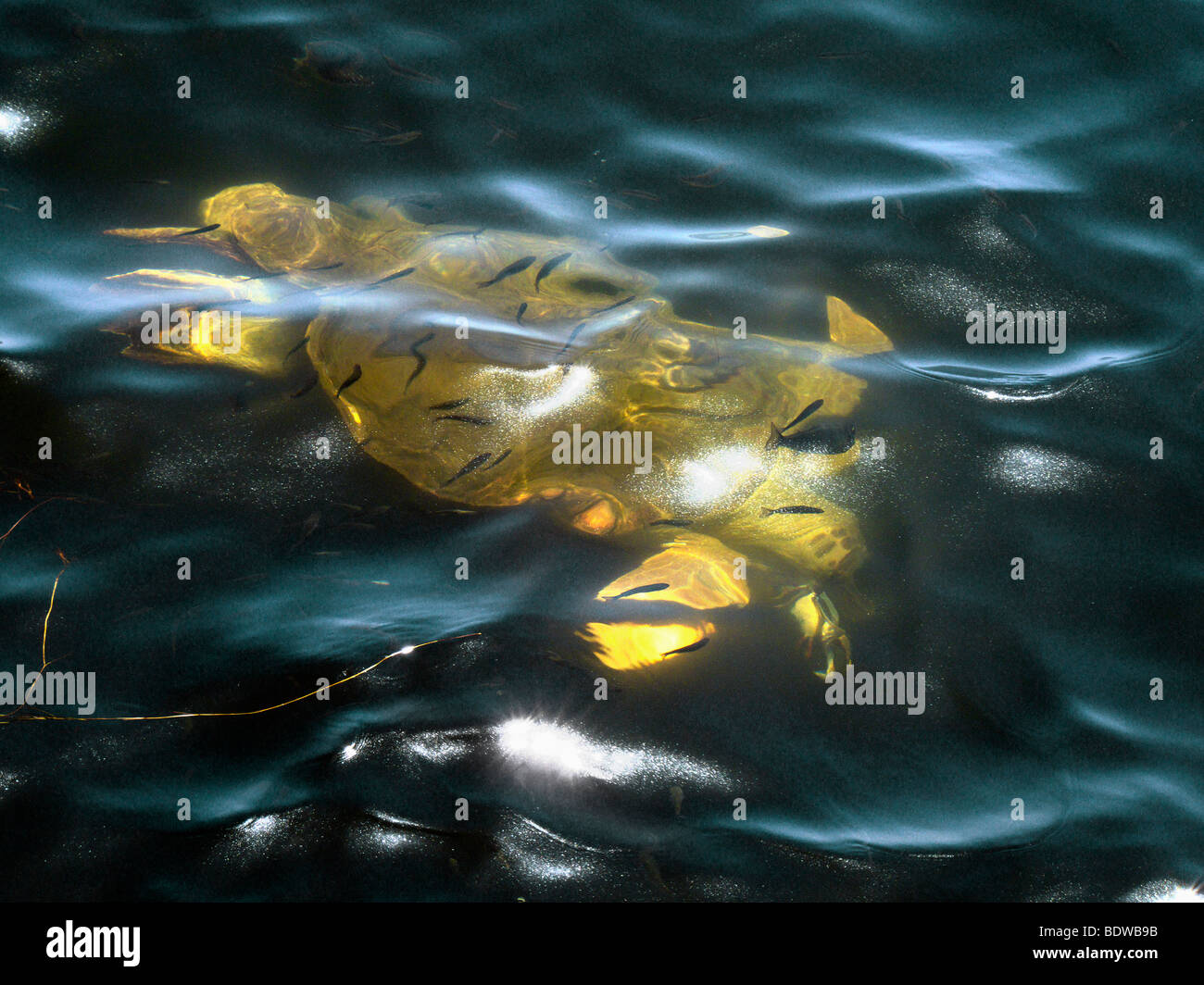 Loggerhead turtle eating hi-res stock photography and images - Alamy