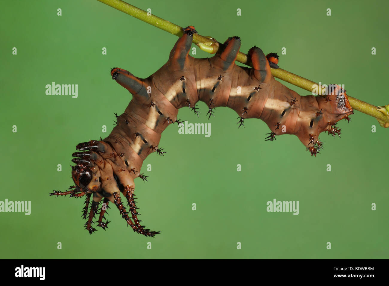 Saturniidae hi-res stock photography and images - Alamy