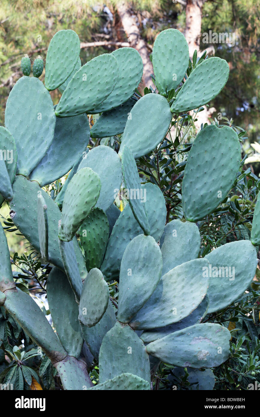 Opuntia bush hi-res stock photography and images - Alamy
