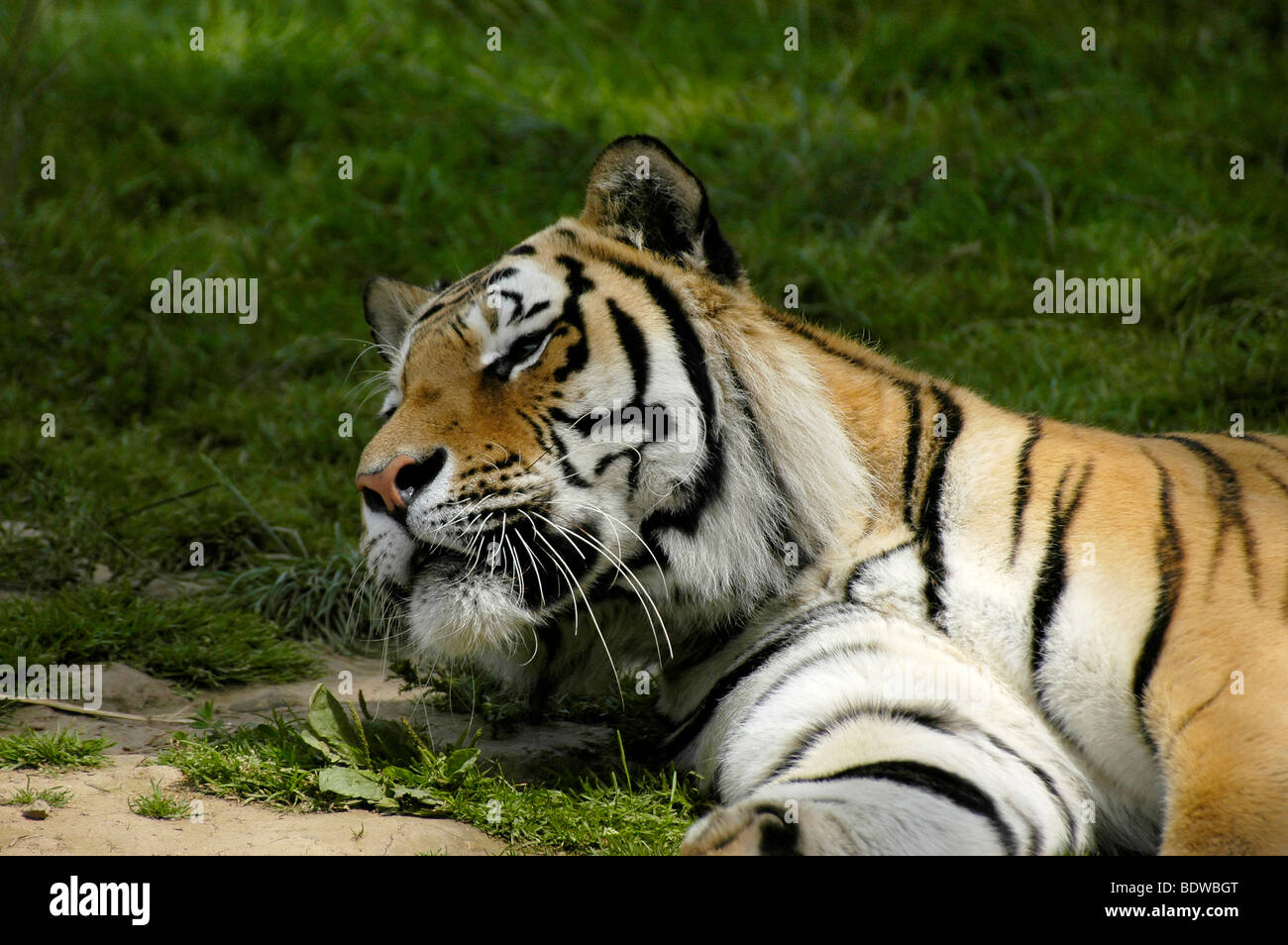 A tiger looking around at a wildlife park Stock Photo - Alamy