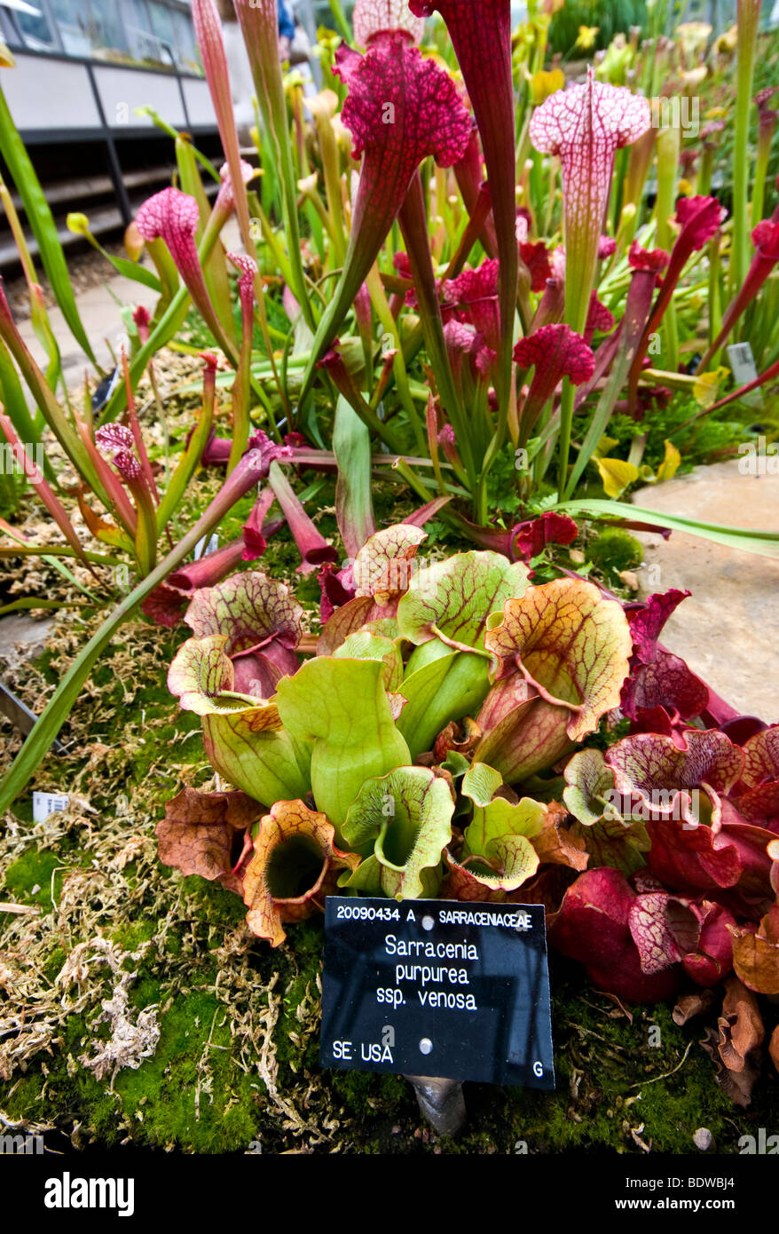 Pitcher plants in Cambridge Botanical Garden with the label Stock Photo ...