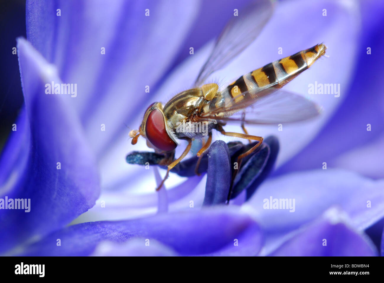 The hoverfly, Episyrphus. collecting pollen and nectar from an ...
