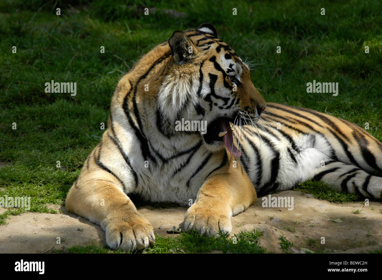 A tiger looking around at a wildlife park Stock Photo - Alamy