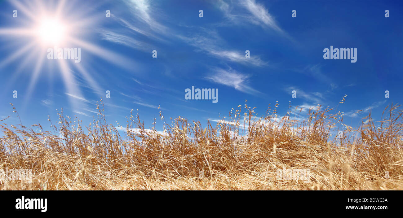 Wheat Field Panorama With a Beautiful Sky Stock Photo - Alamy