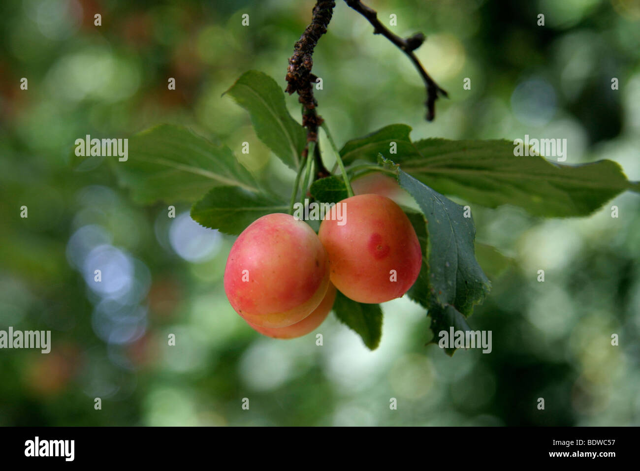Soft wild fruit hi-res stock photography and images - Alamy