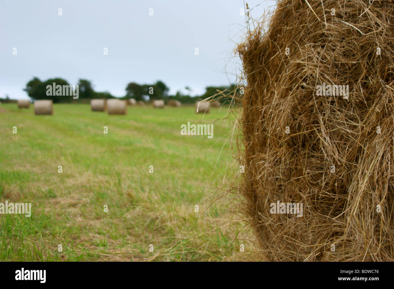 Bails of grass hi-res stock photography and images - Alamy
