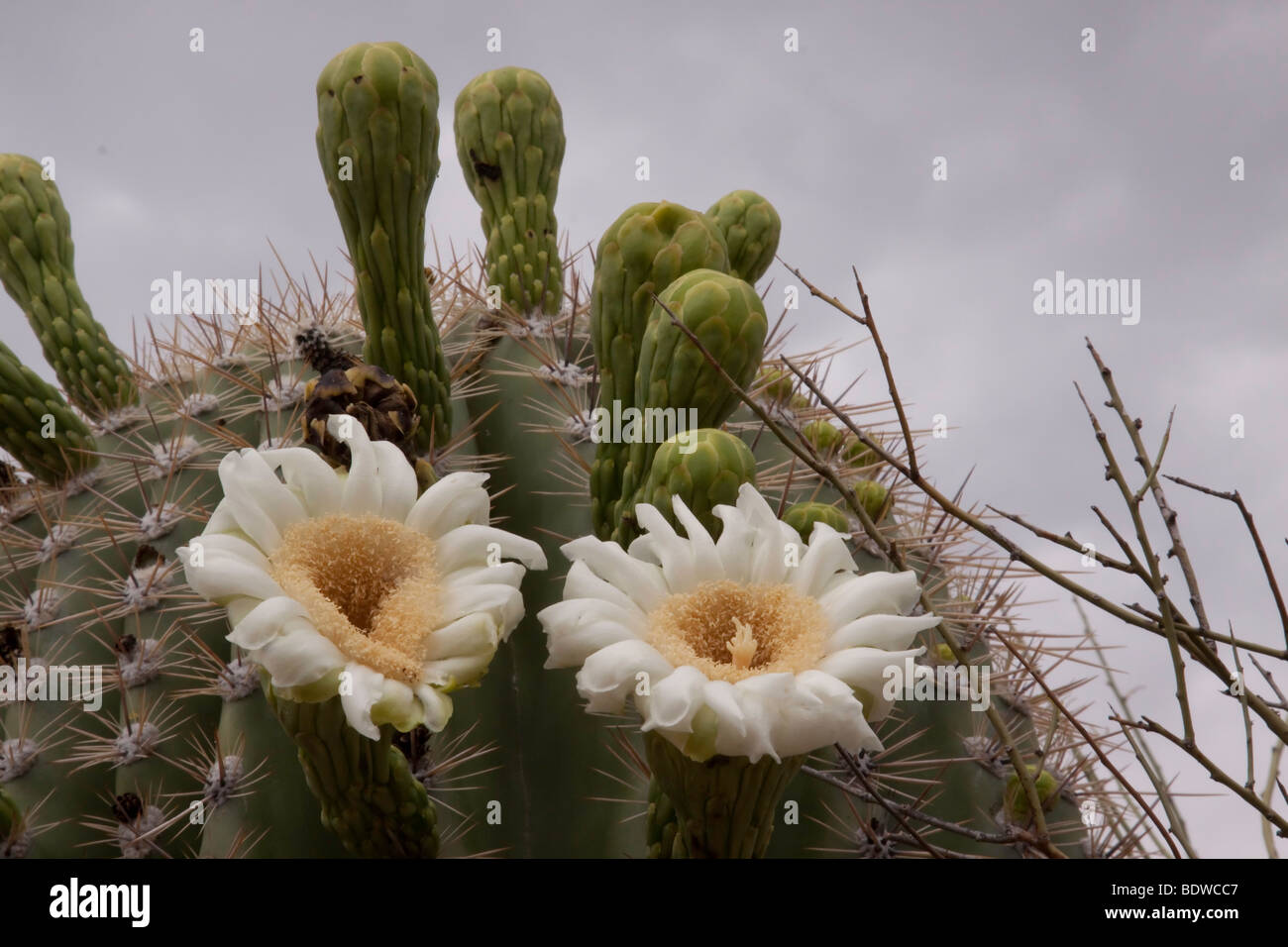 Saguaro bloom close up hi-res stock photography and images - Alamy
