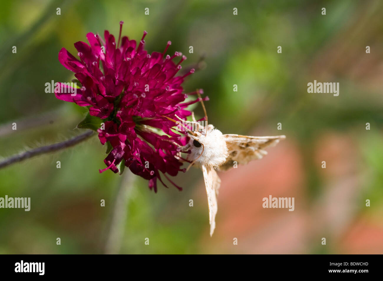 Female Muslin moth (Diaphora mendica) on flower Stock Photo - Alamy