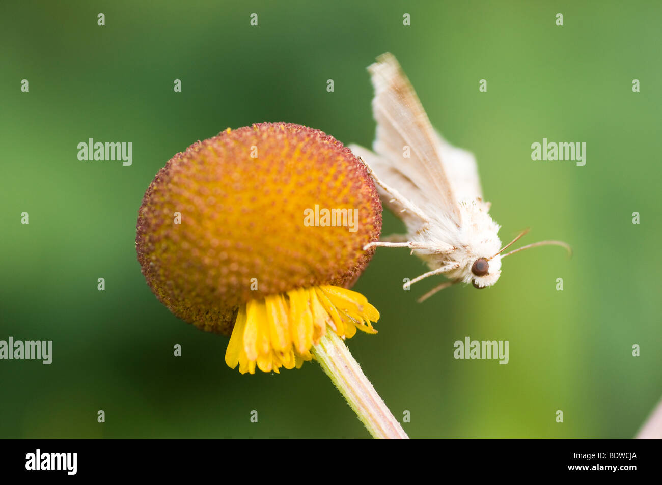 Female white muslin moth hi-res stock photography and images - Alamy