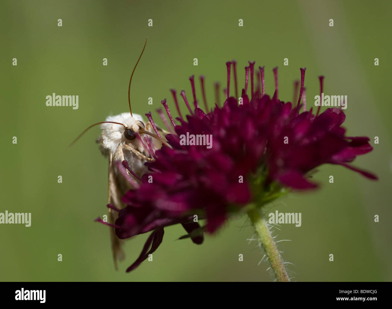 Muslin moth hi-res stock photography and images - Alamy