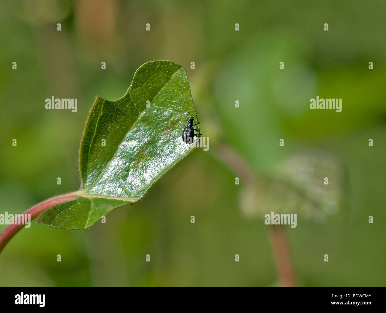 Rhynchites High Resolution Stock Photography and Images - Alamy