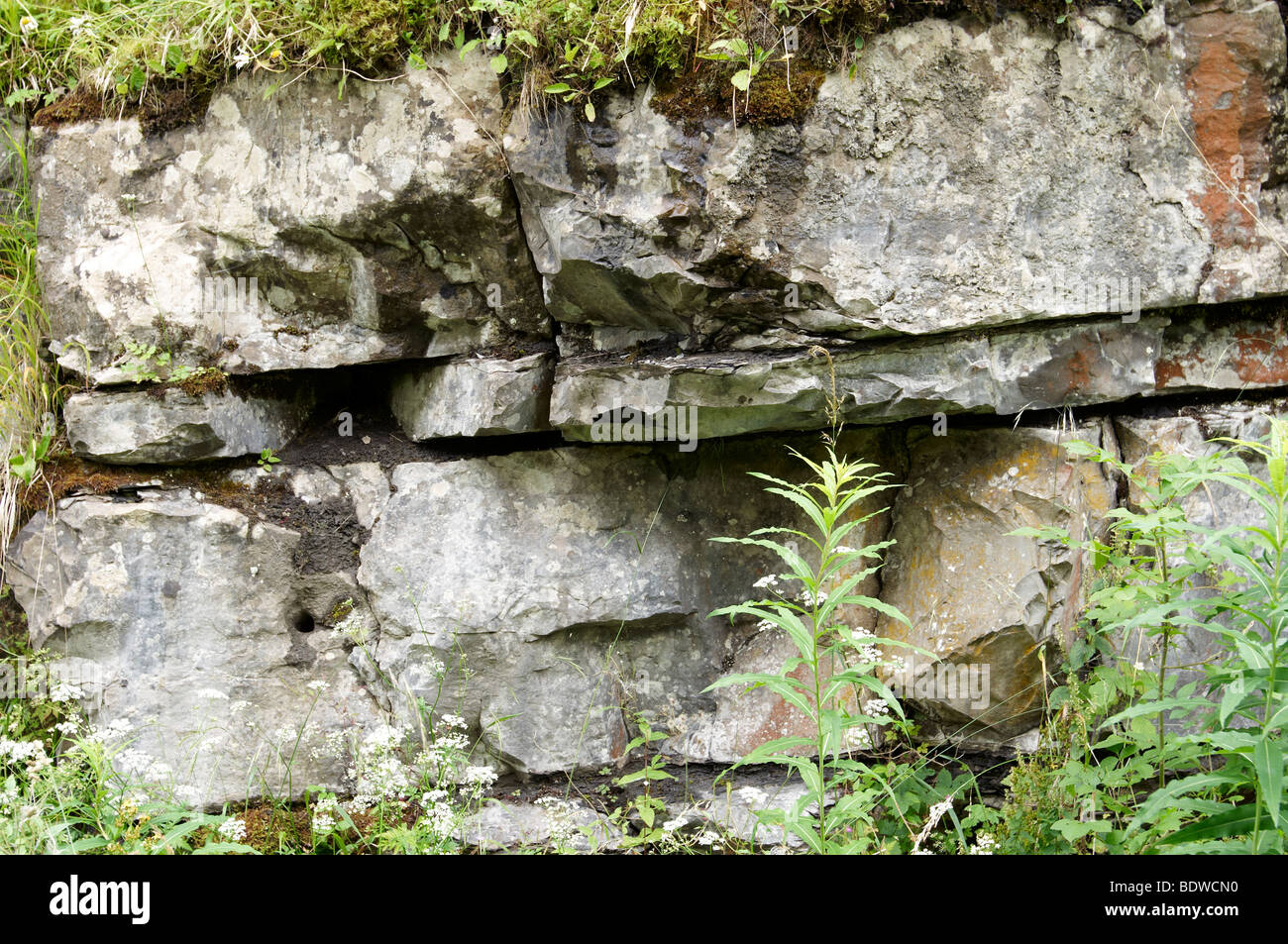 Limestone outcrop in former railway cutting Monsal Dale, Derbyshire ...