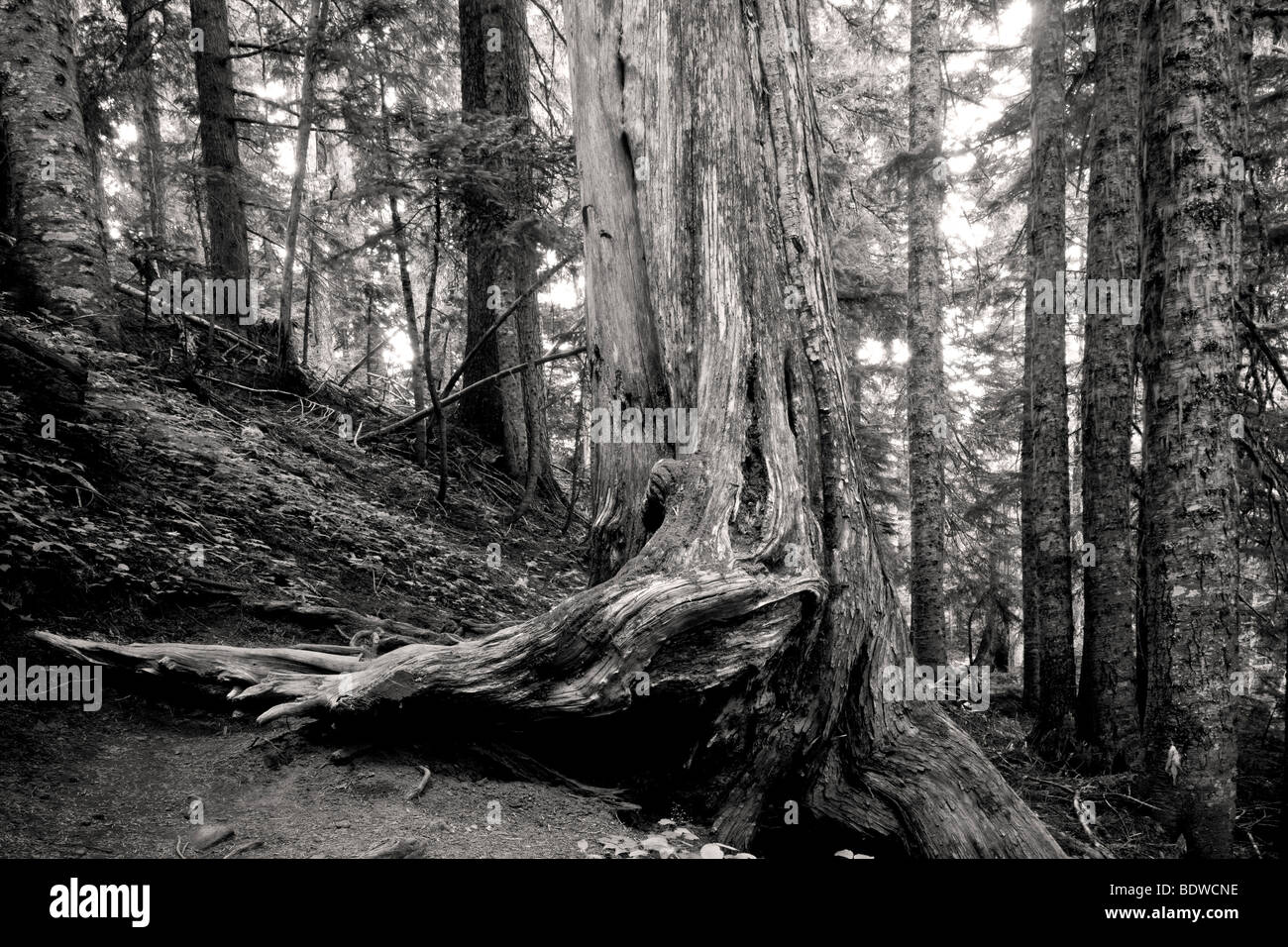 tree roots crossing hiking trail on mount rainier Stock Photo - Alamy
