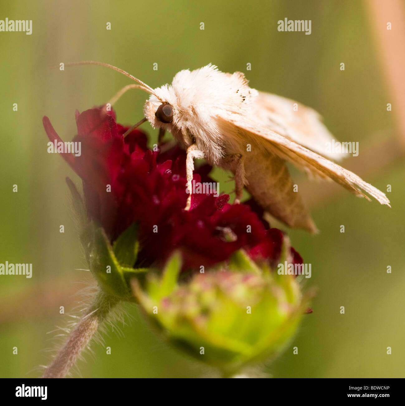 Female white muslin moth hi-res stock photography and images - Alamy