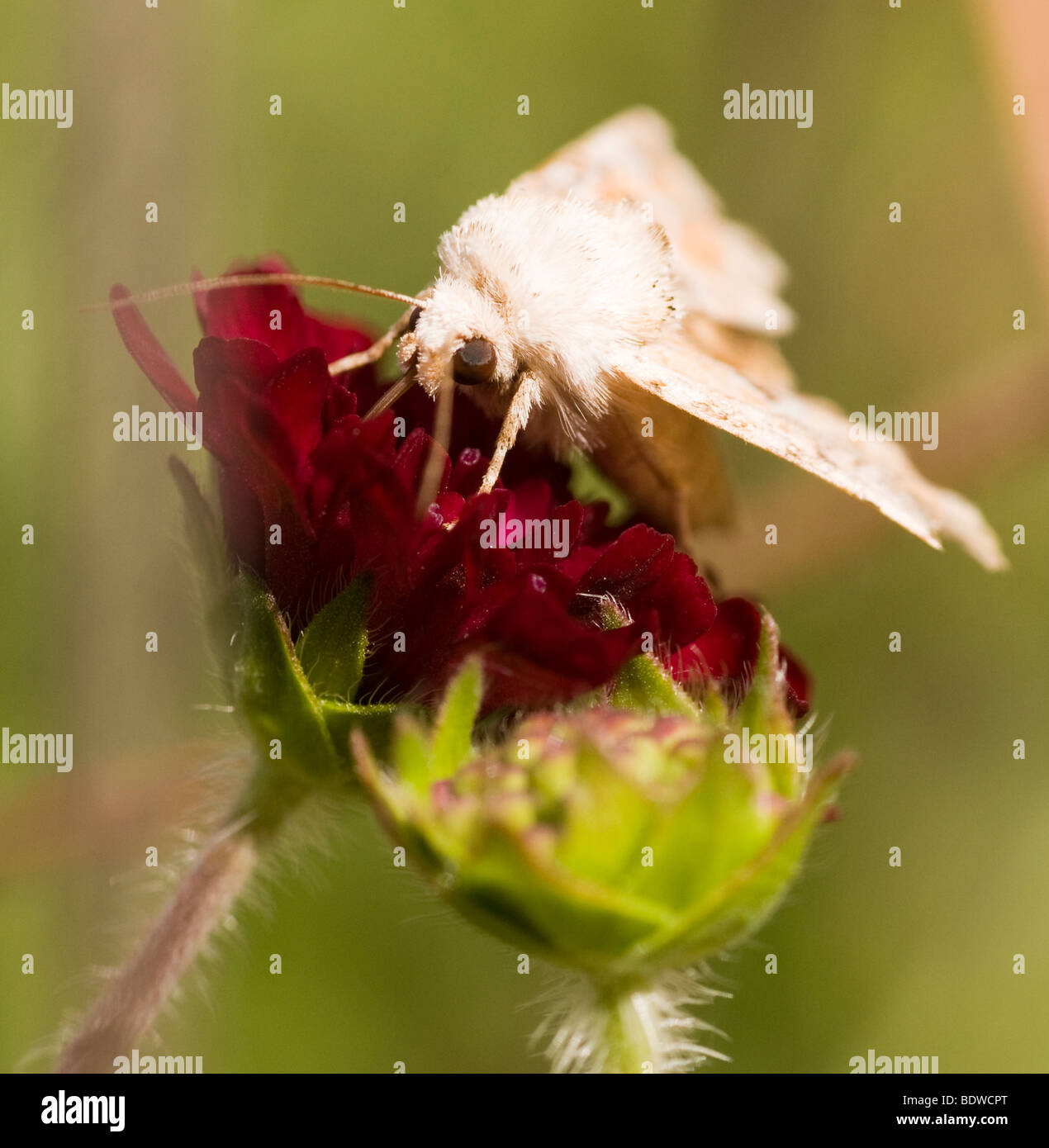 Female Muslin moth (Diaphora mendica) on flower Stock Photo - Alamy
