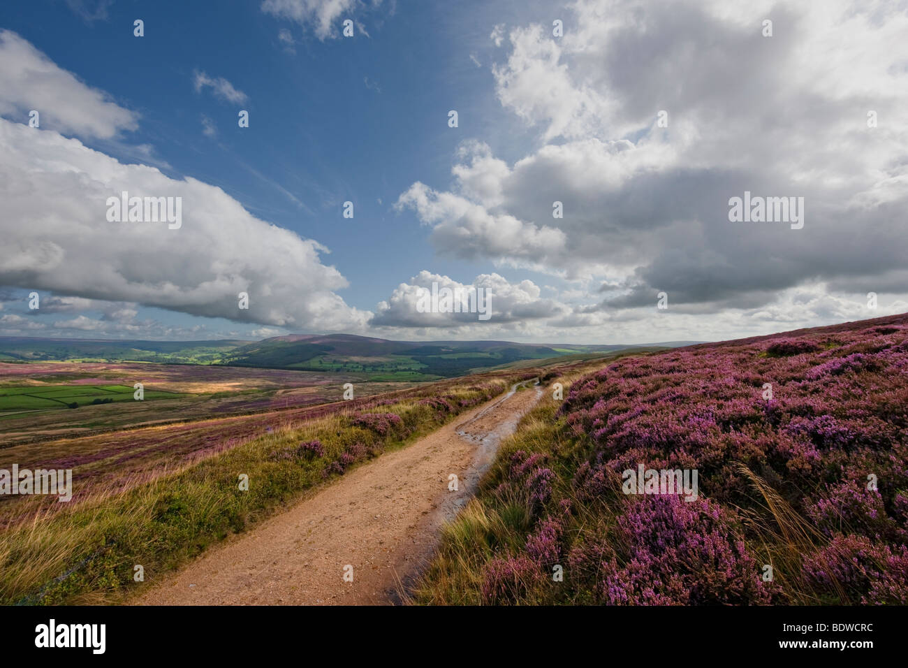 Purple heather in late summer on Barden Moor near Skipton, North ...