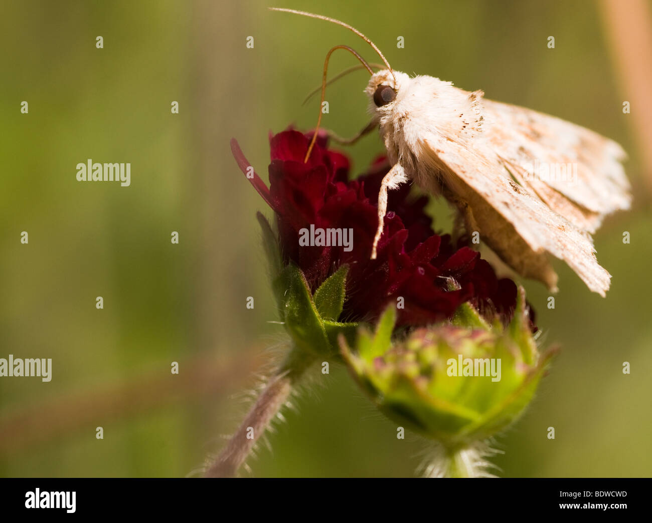 Muslin moth hi-res stock photography and images - Alamy