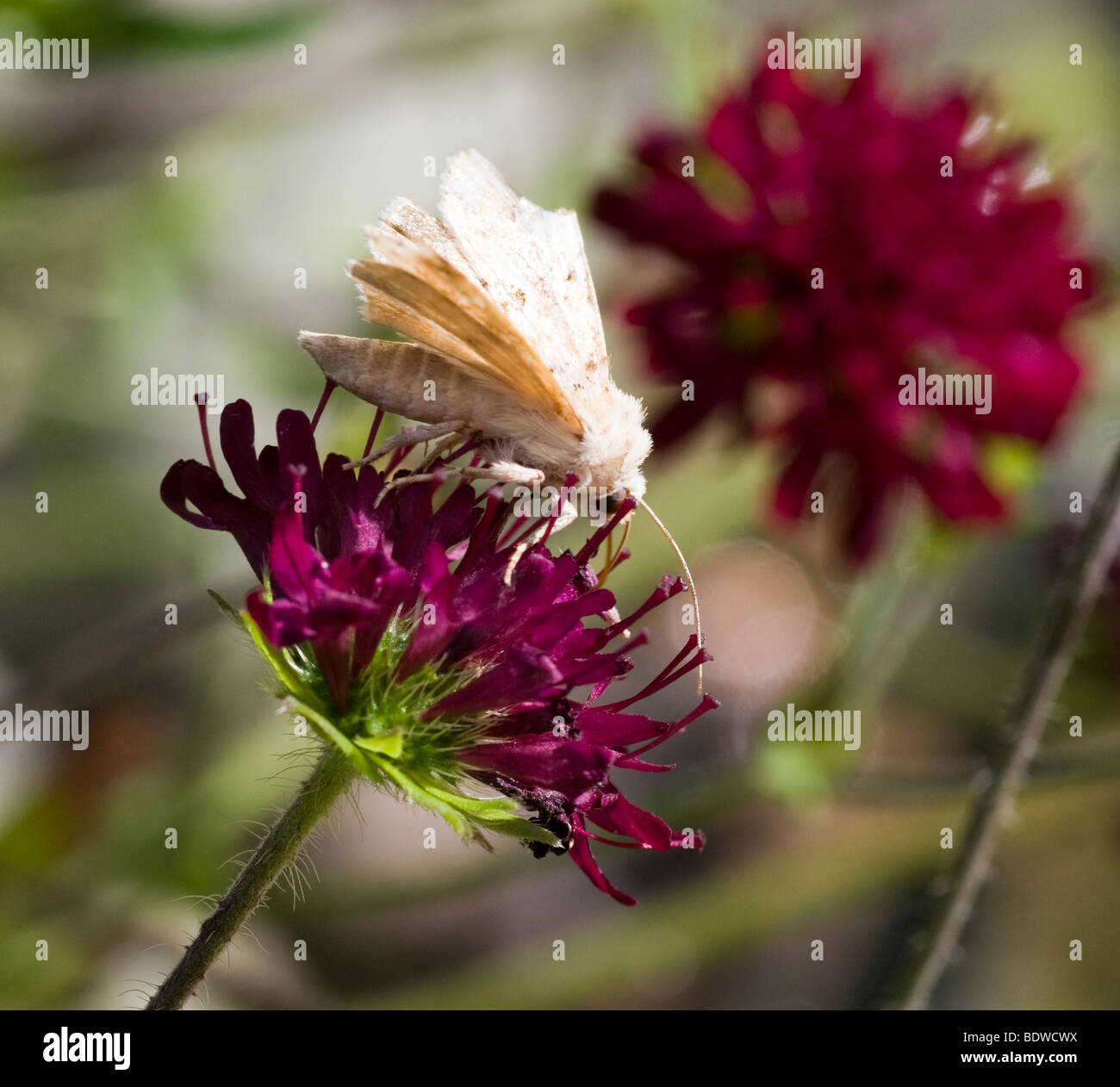 Female white muslin moth hi-res stock photography and images - Alamy