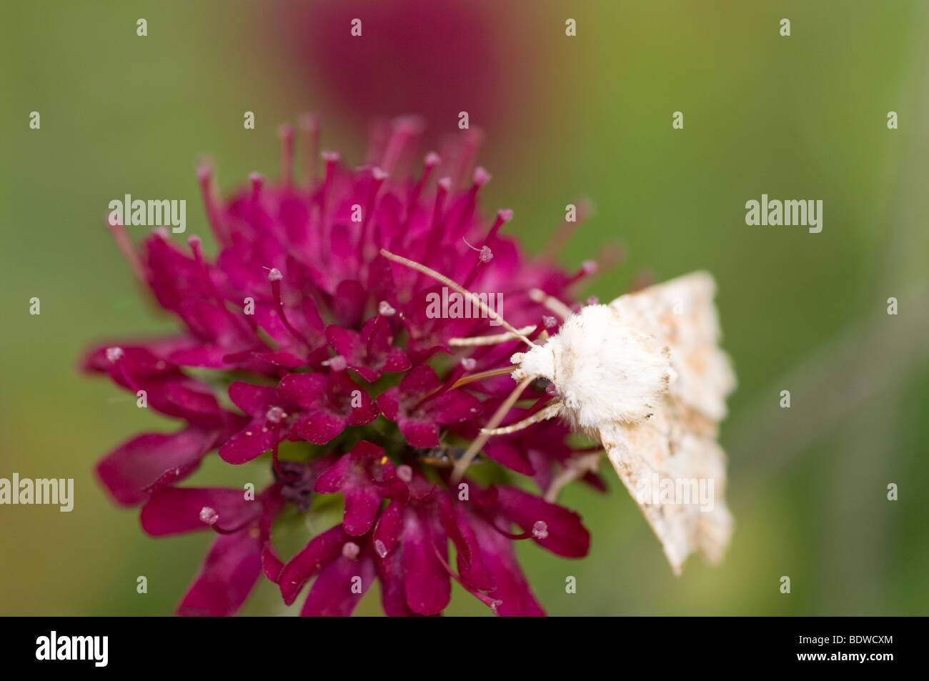 Female white muslin moth hi-res stock photography and images - Alamy