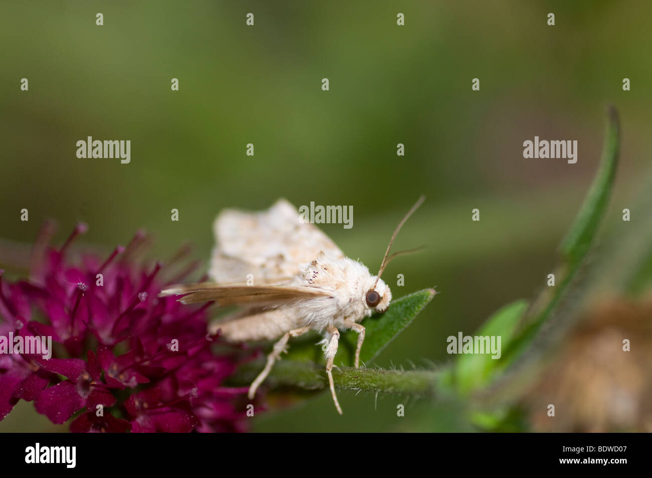 Female Muslin moth (Diaphora mendica) on flower Stock Photo - Alamy
