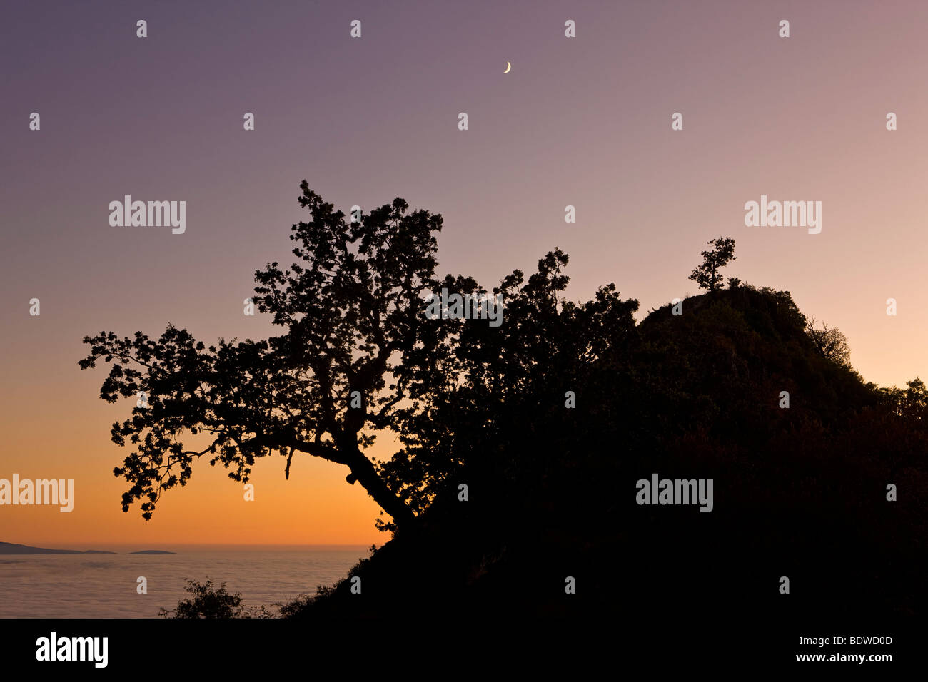 A crescent moon hangs over a California oak high 3200 feet above ...