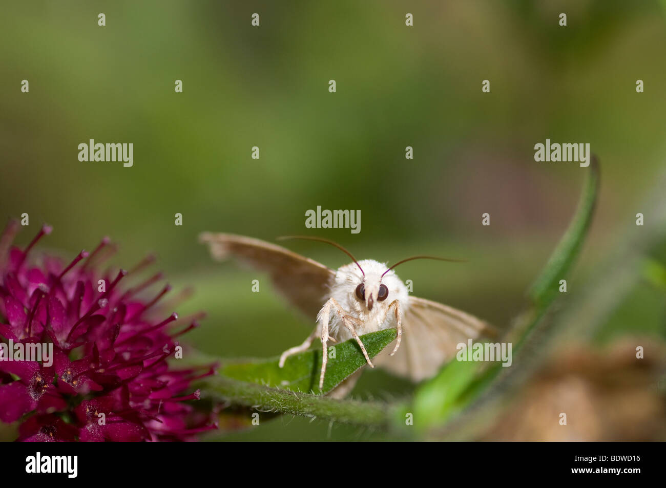 Female Muslin moth (Diaphora mendica) on flower Stock Photo - Alamy