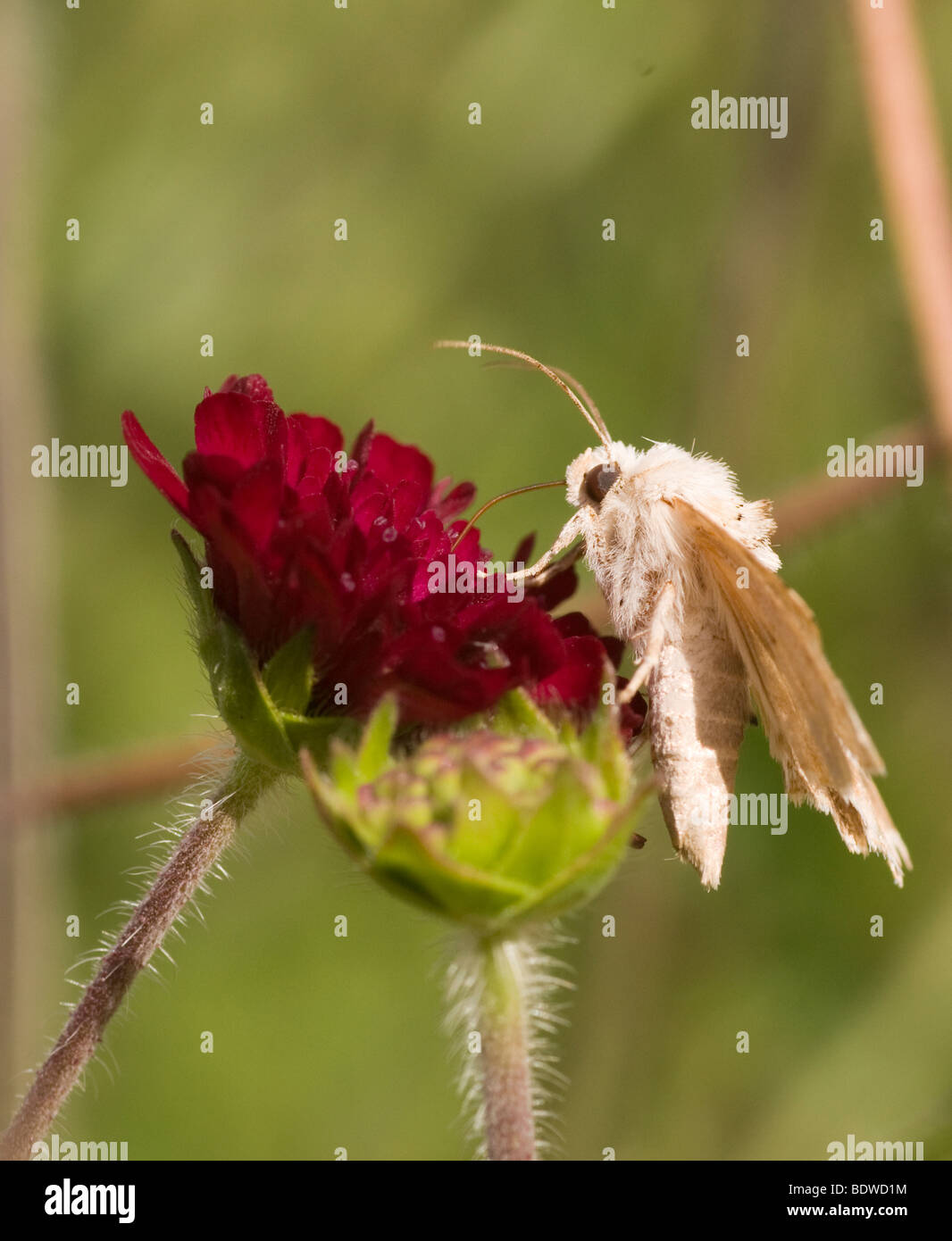 Muslin moth hi-res stock photography and images - Alamy