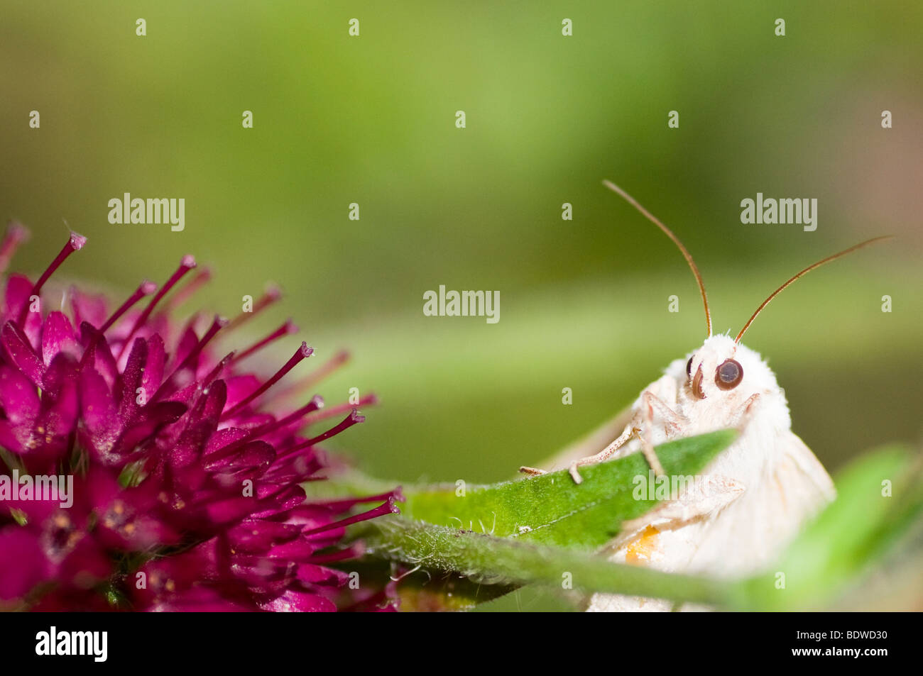 Female white muslin moth hi-res stock photography and images - Alamy