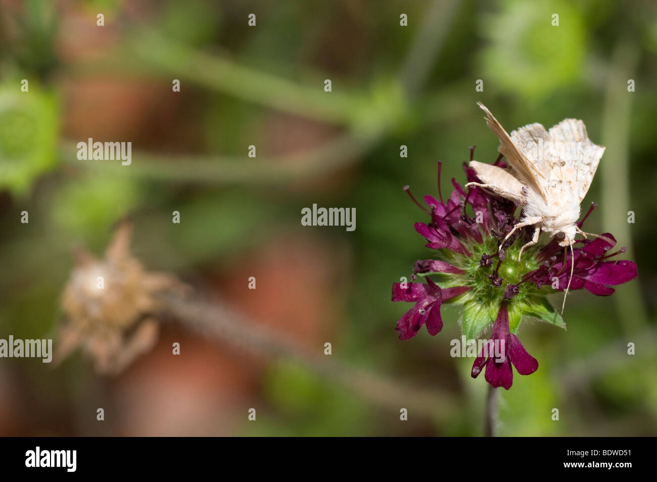 Female white muslin moth hi-res stock photography and images - Alamy