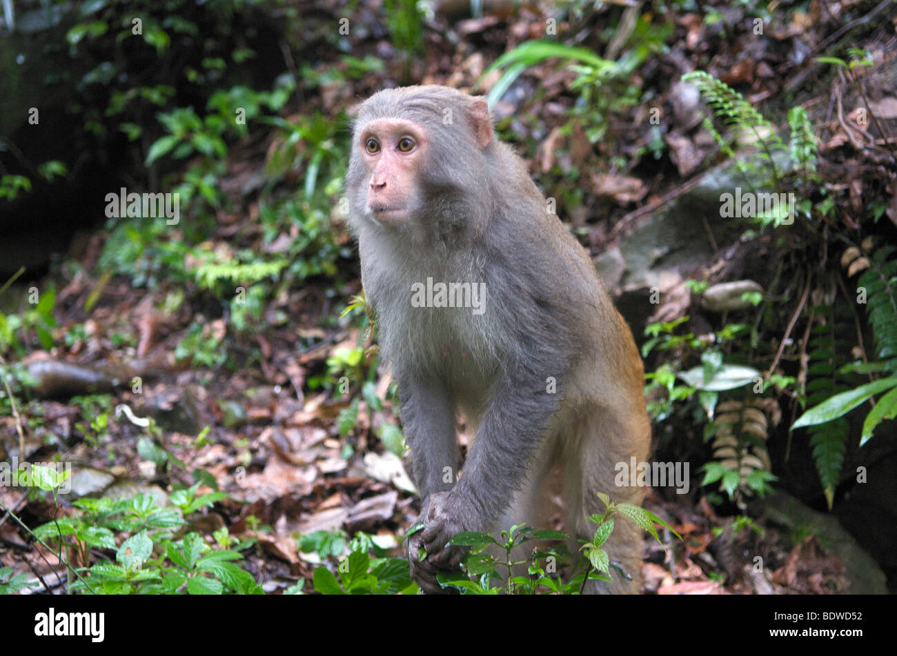 Scenic fauna hi-res stock photography and images - Alamy