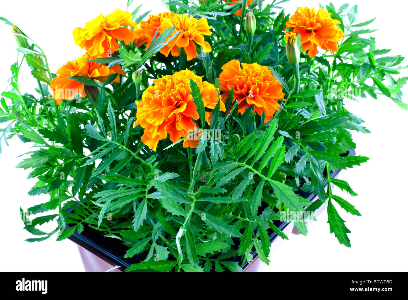 Marigold sprout hi-res stock photography and images - Alamy