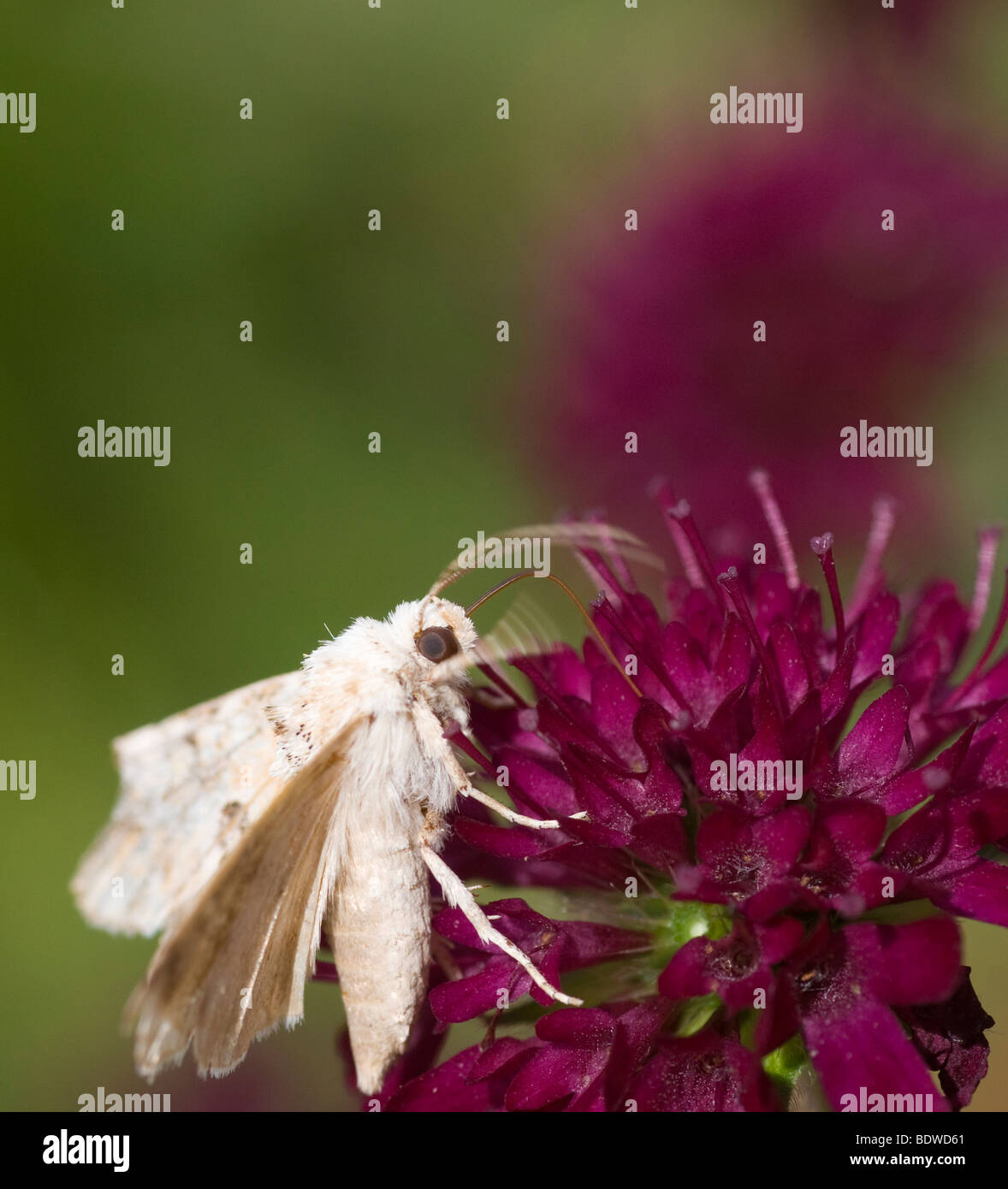 Female Muslin moth (Diaphora mendica) on flower Stock Photo - Alamy