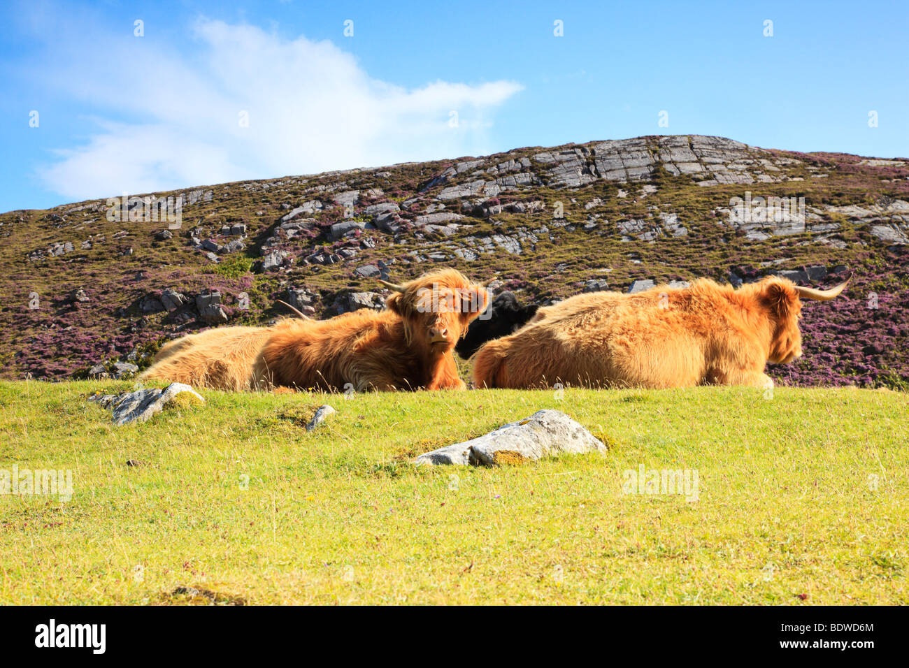 Highland cattle on a grass hillock with heather Stock Photo - Alamy