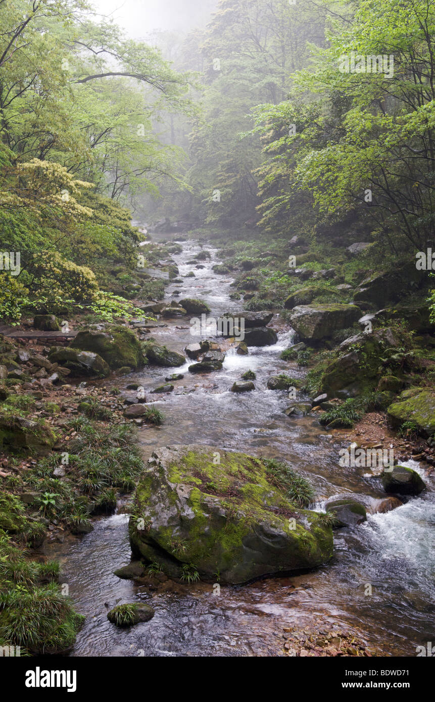 Forest stream Wulingyuan Scenic National Park Hunan Province China ...