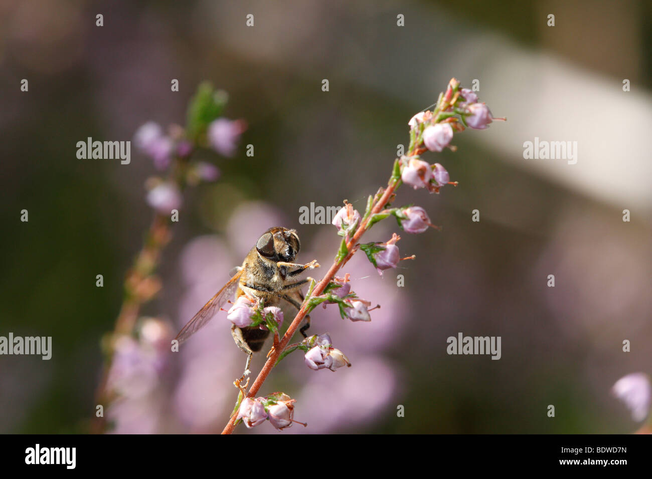 Eristalis tenax, the drone fly, grooming itself on heather. This is a ...