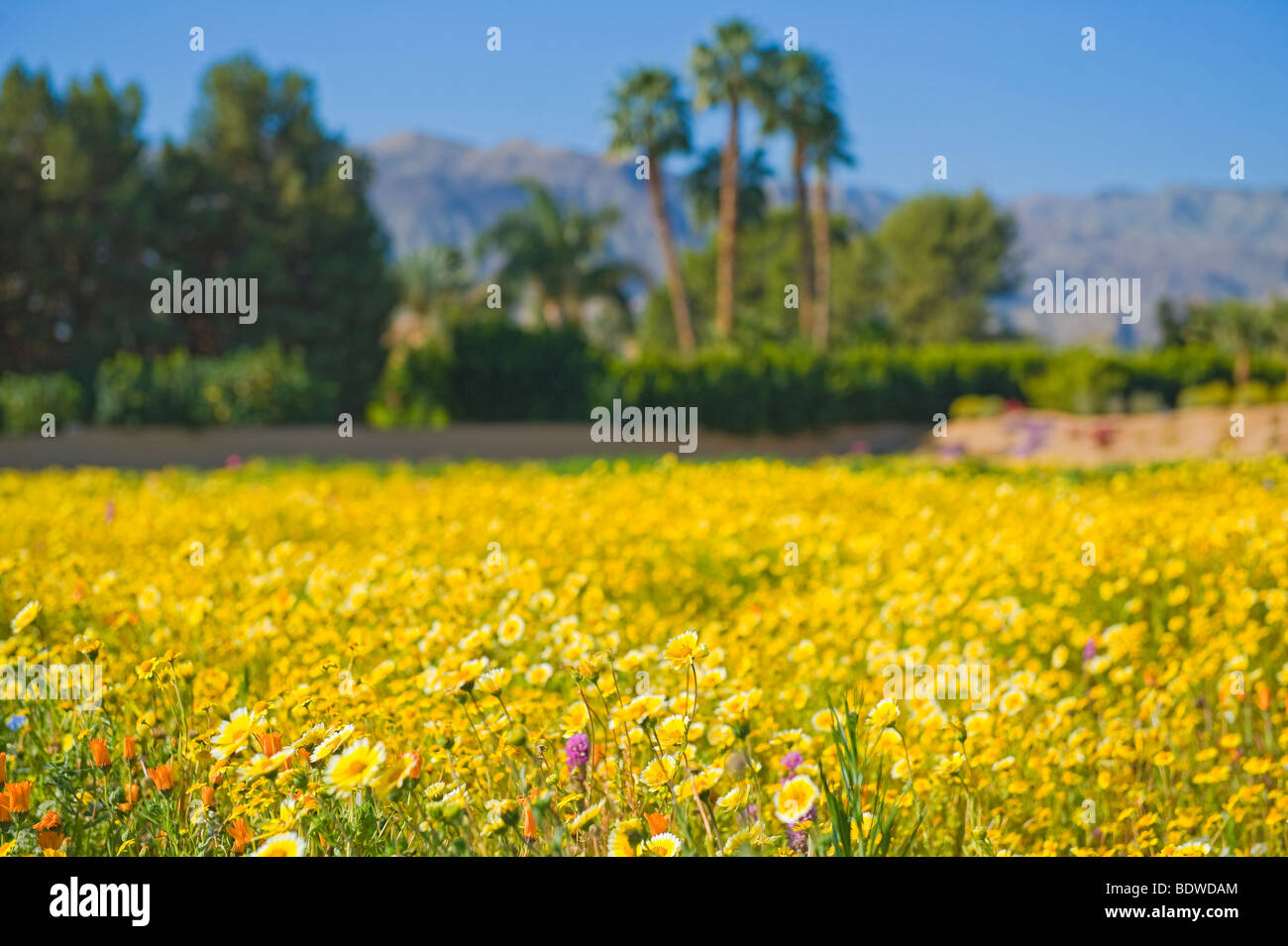 Desert with flowers hi-res stock photography and images - Alamy
