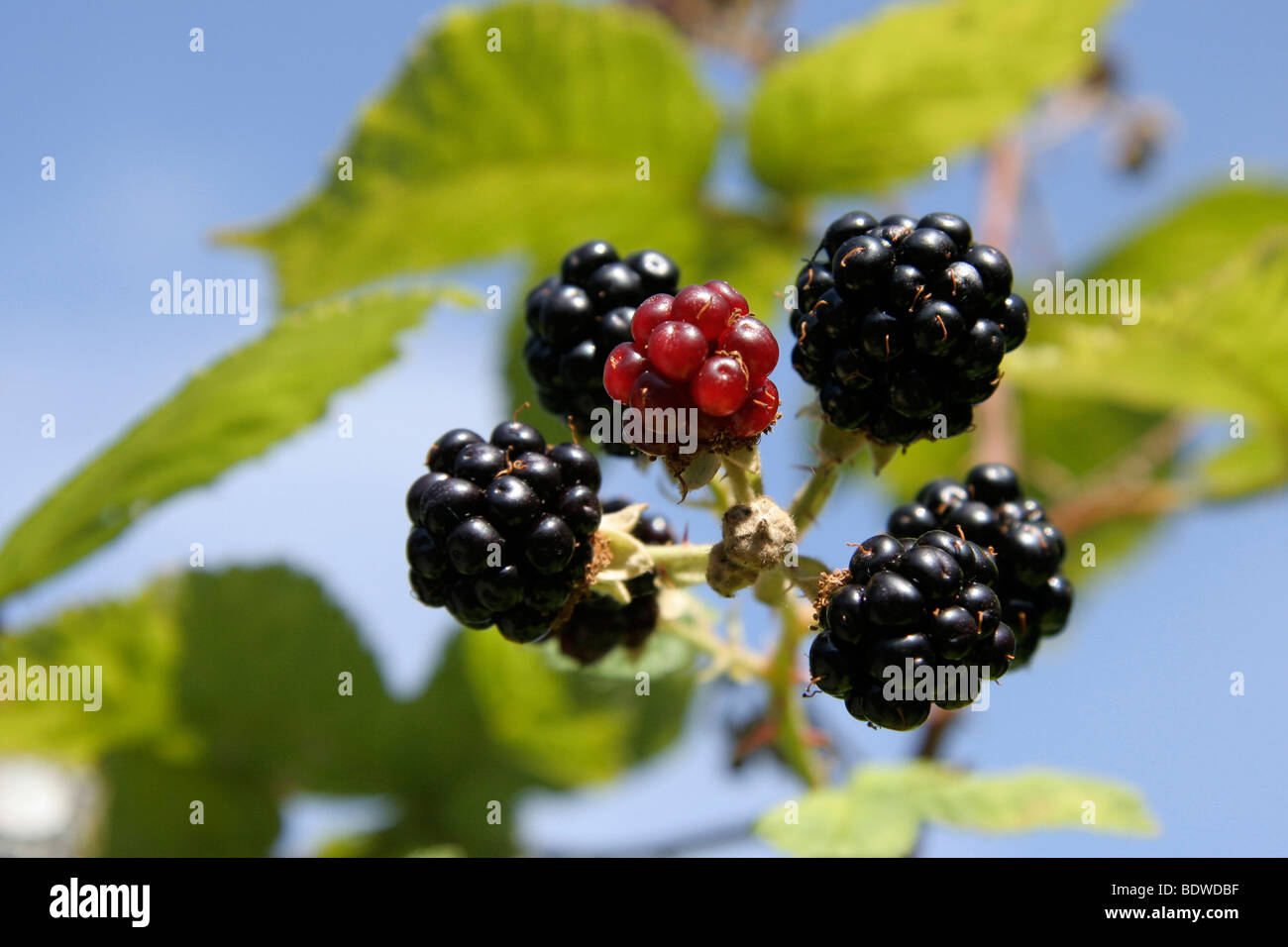 Soft wild fruit hi-res stock photography and images - Alamy