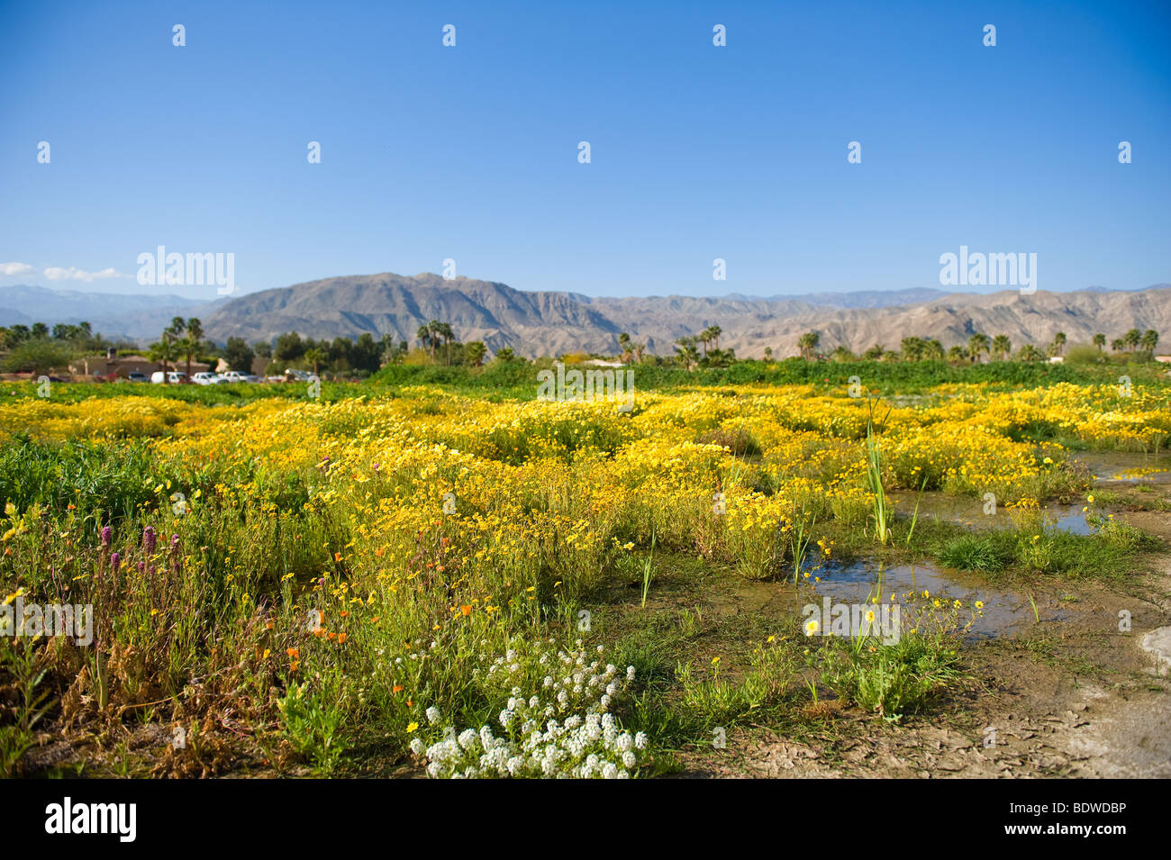 Inviting desert hi-res stock photography and images - Alamy