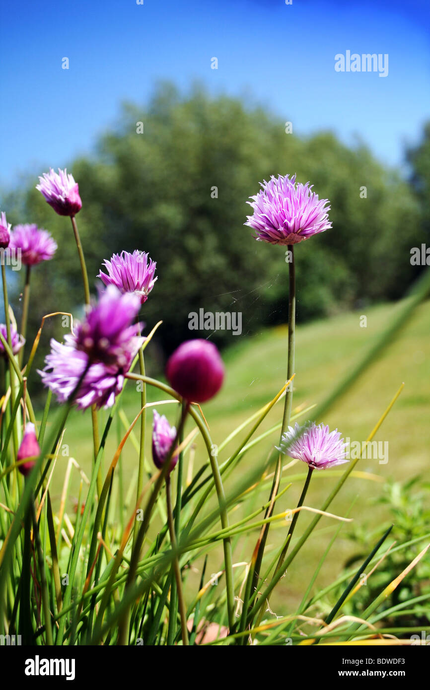 Pretty chives hi-res stock photography and images - Alamy