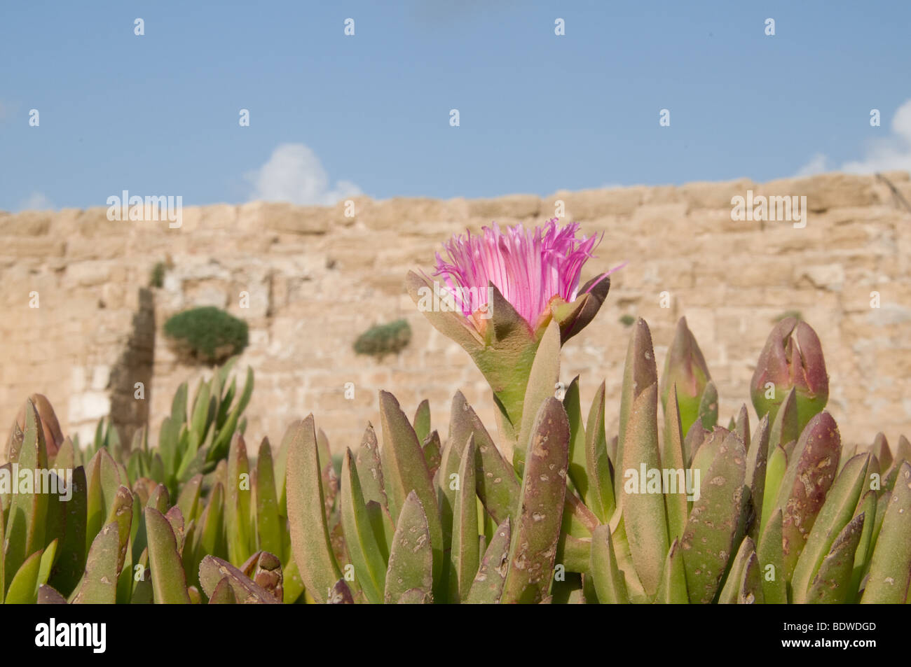 pink flower in caesarea, israel Stock Photo - Alamy